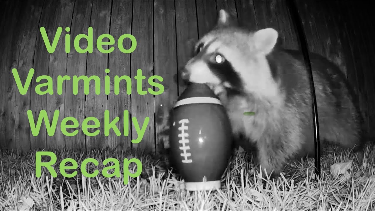 Video Varmints Weekly Recap: Volume 9 - YouTube