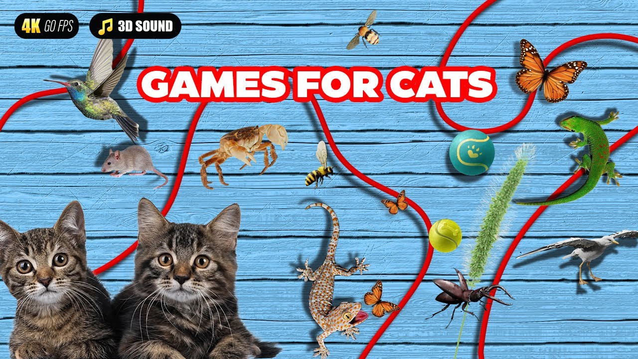 Cat Game Entertainment 🎥🐾 – Best Hunting Instinct Video For Cats - YouTube