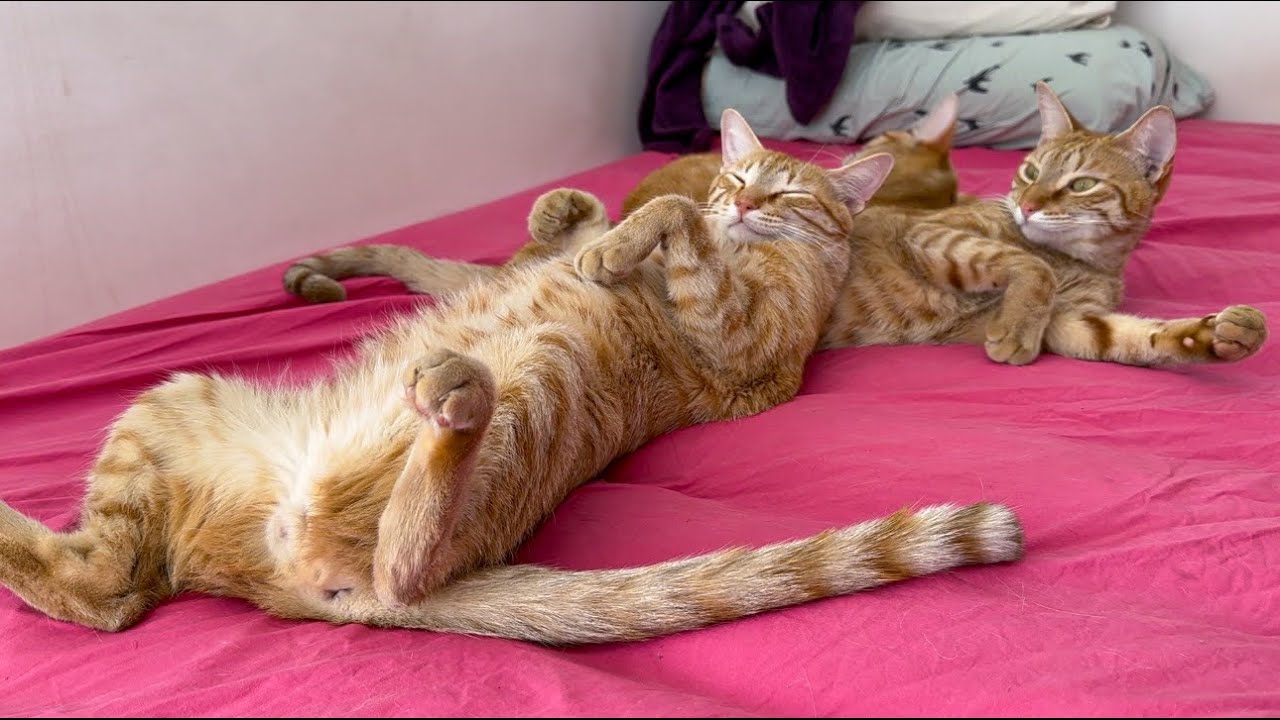 FUNNY CATS ENJOYING THE DAY | HAPPY SATURDAY WITH CATS - YouTube