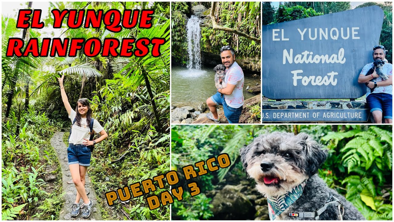 Puerto Rico Vlog Day 3 | El Yunque National Forest 2022 | Tropical ...