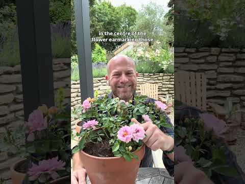 Let me take a moment to introduce you to rose ‘Amirose’ (Korhulth005) #gardenerben 