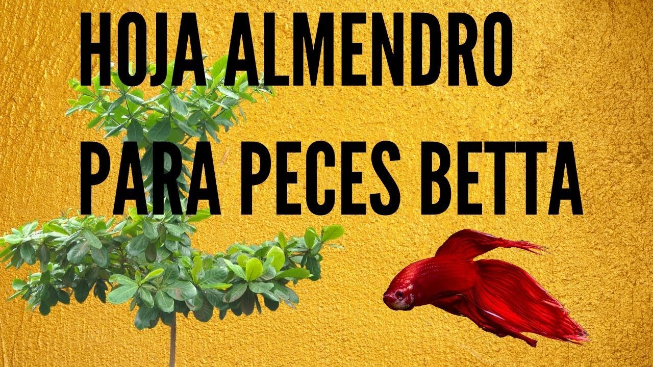 HOJA DE ALMENDRO, SU USO Y BENEFICIOS PARA PECES BETTA - YouTube