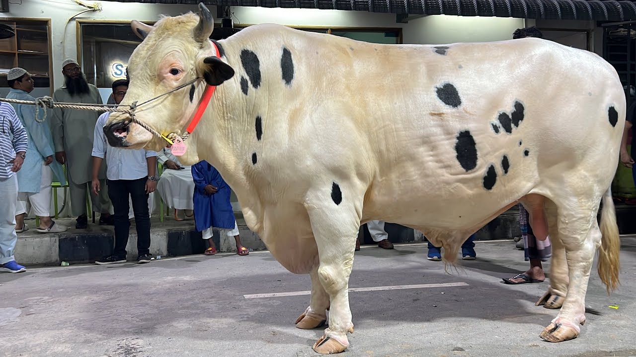 বিশাল বিশাল দৈত্যের মত অস্ট্রাল গরু । Giànt Heavyweight Cows of Kurbani ...