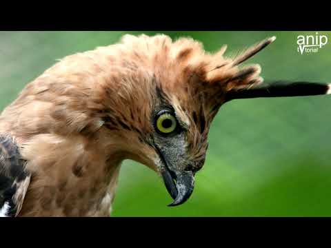 GARUDA PANCASILA Wujud Asli Elang Jawa Satwa Legendaris yang menjadi ...