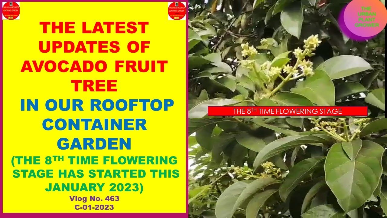 The Latest Updates of Avocado Fruit Tree In Our Rooftop Garden ...