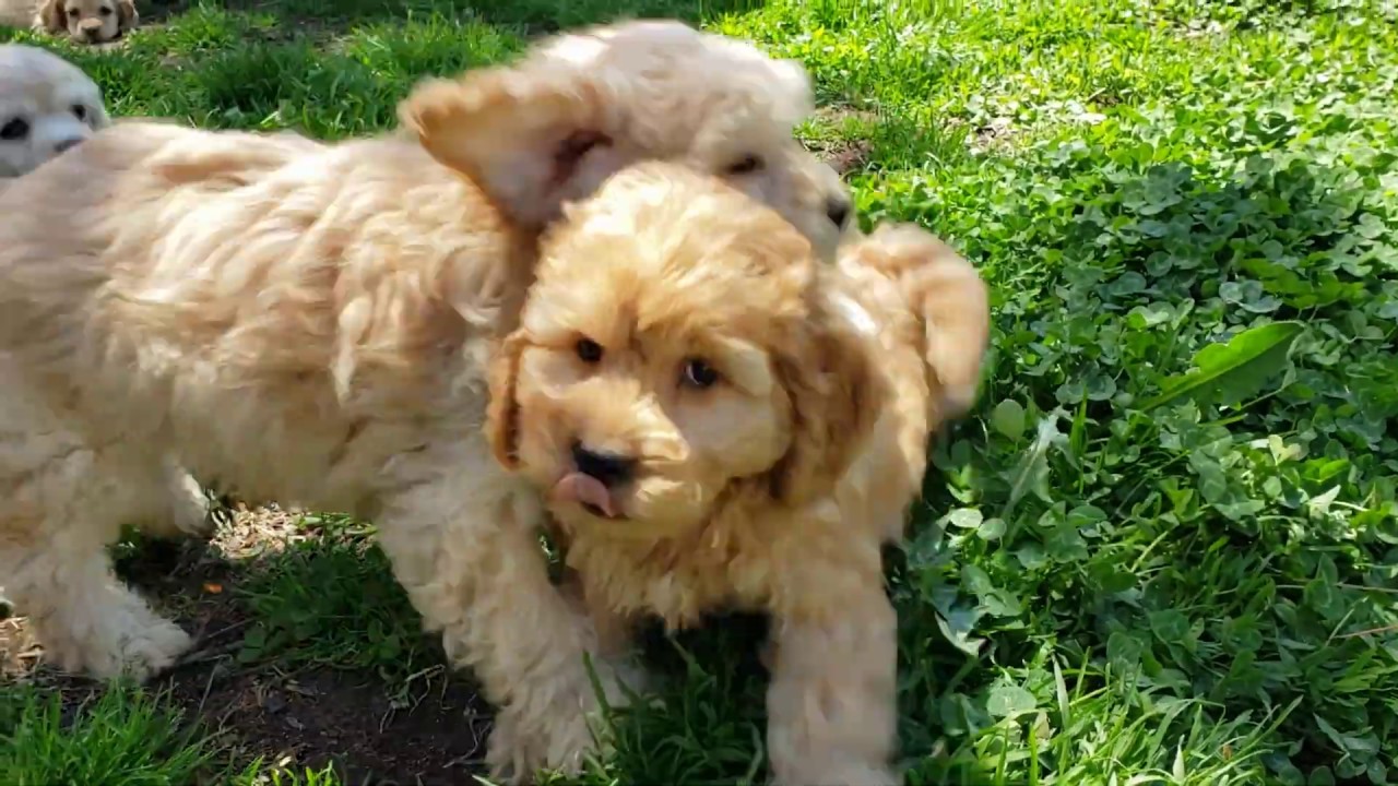 Cockapoos enjoying the sunshine! - YouTube