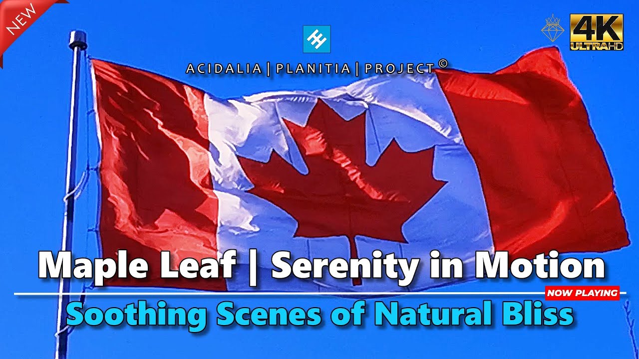 Majestic Canadian Flag 🍁 4K UHD Visuals, Calming Ambiance for ...