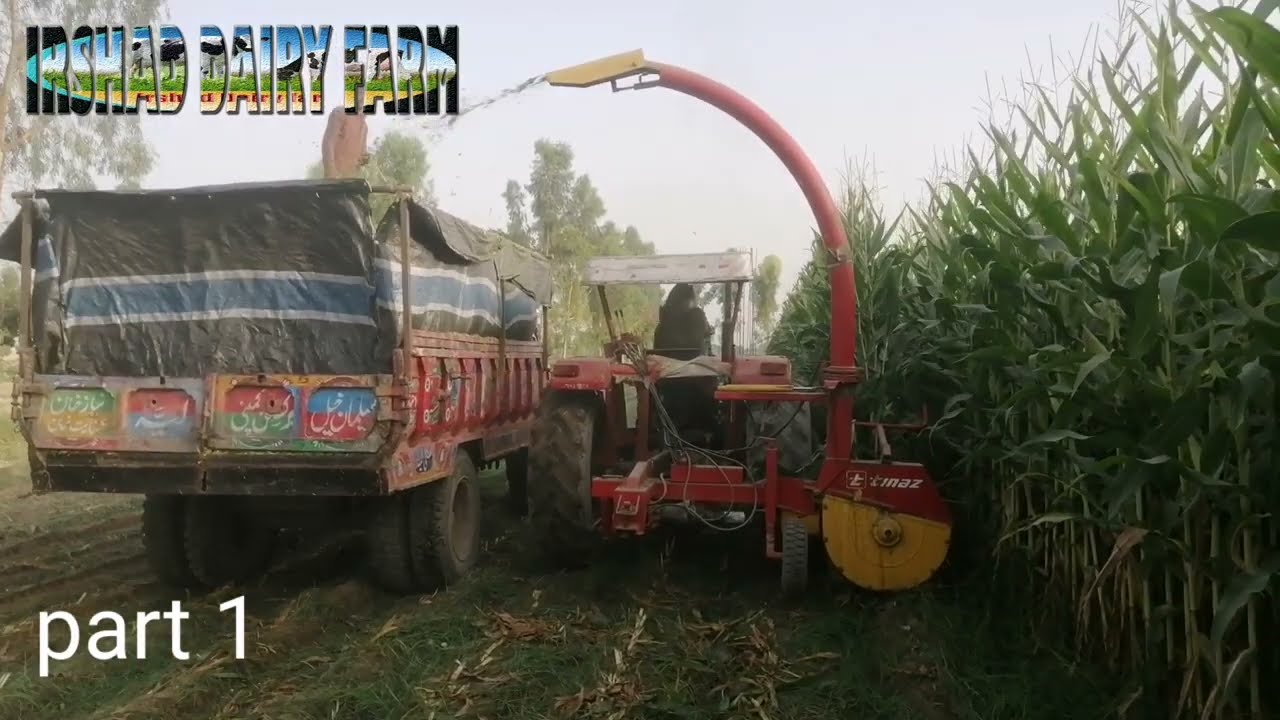 How to make silage for dairy cows |dally vlog|in pakistan#cow #silage ...