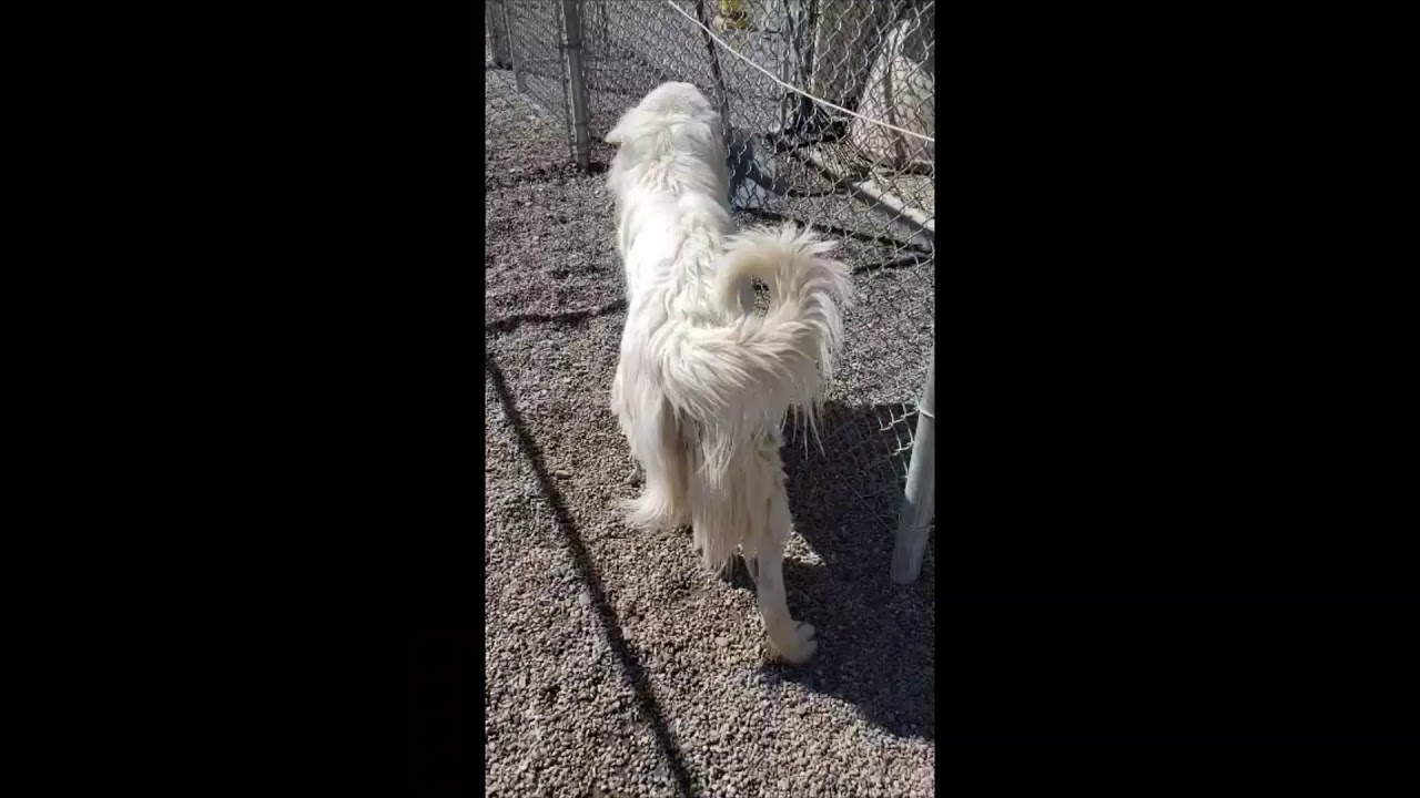 Video of adoptable pet named Dozer - YouTube