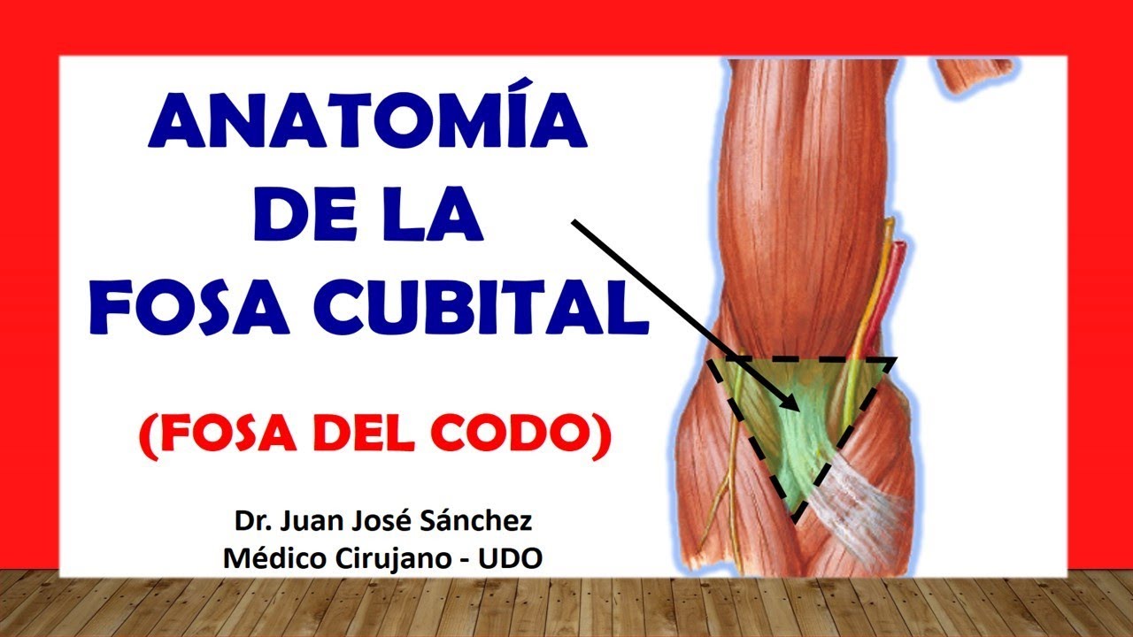 🥇 FOSA CUBITAL - (FOSA DEL CODO), Anatomía. Rápida y Sencilla - YouTube