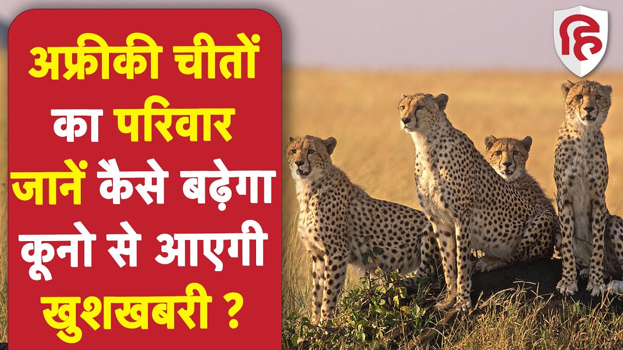 Cheetah Reproduction: चीतों का परिवार Kuno National Park में कैसे ...