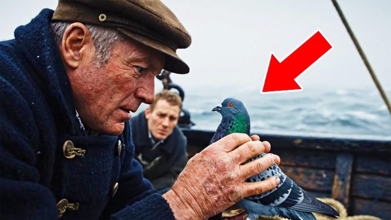 [Full Story] A Brave Pigeon Carried a Message That Saved a Village ...