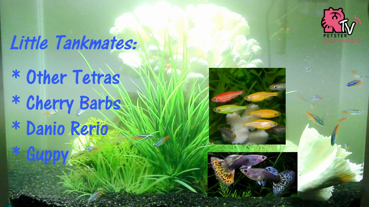 Simple River Amazon with Neon Tetra Fish! - YouTube