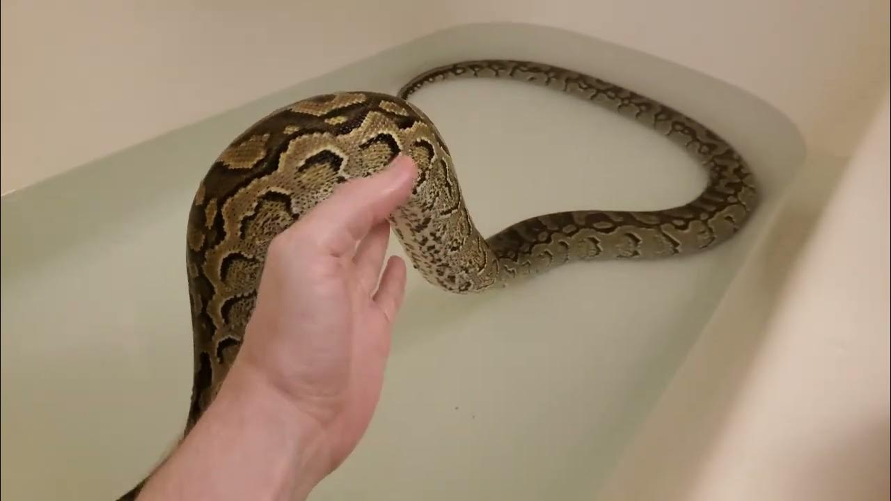 African rock python in the bath tub - YouTube