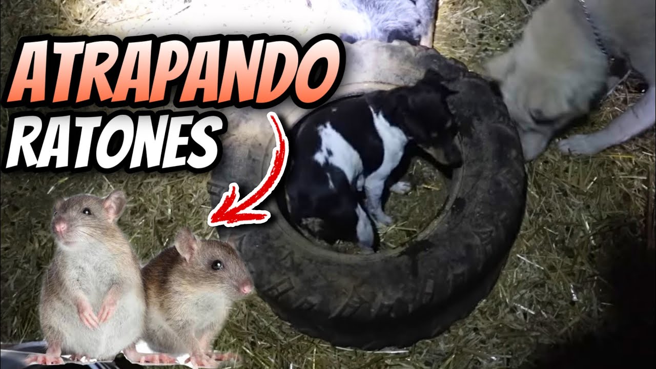Atrapando Ratones En El Rancho!!! Encontramos Su Nido - YouTube