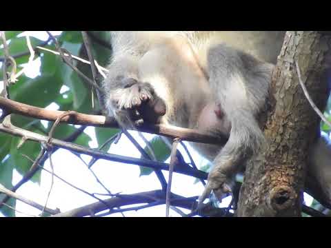 The wild monkey accident - YouTube
