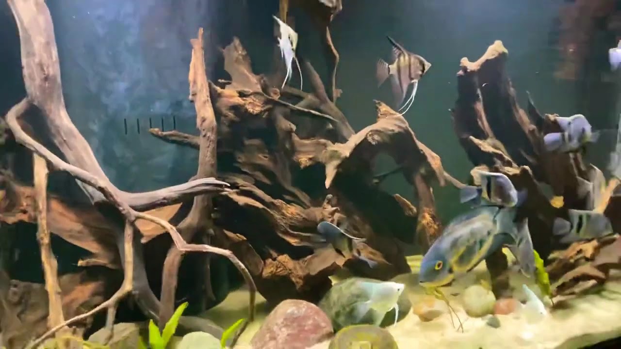 220 uaru aquarium - YouTube