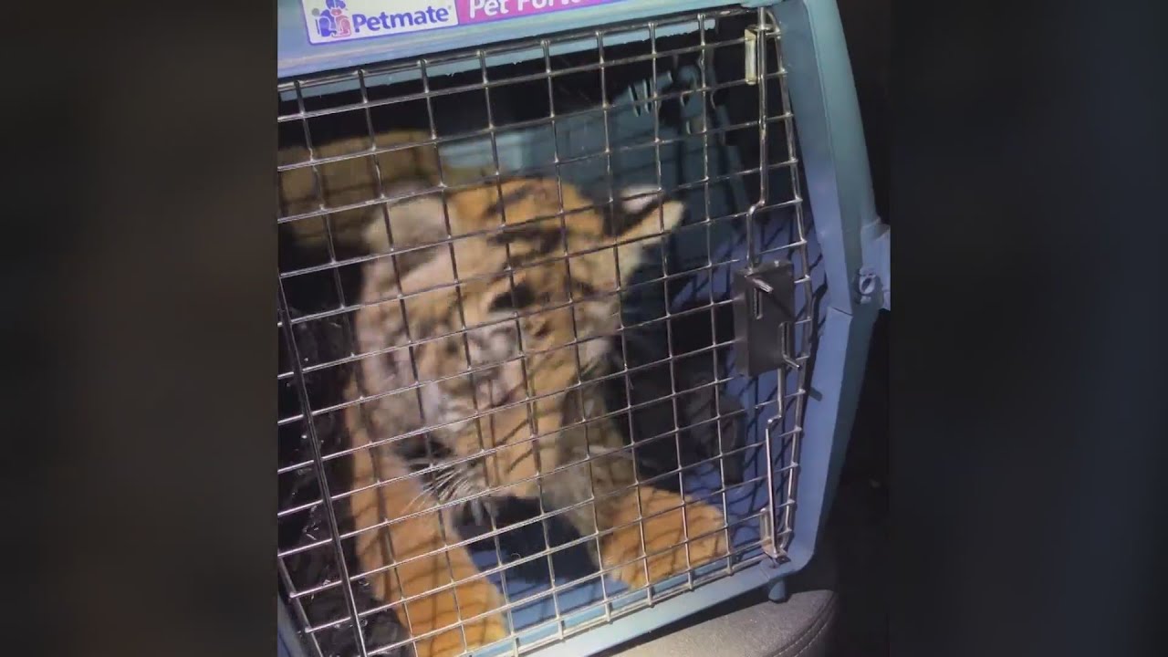 Feds investigate larger potential exotic animal smuggling ring - YouTube