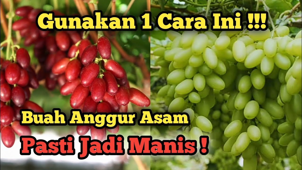 Cara Membuat Anggur Asam Jadi Manis | Memaniskan Buah Anggur - YouTube
