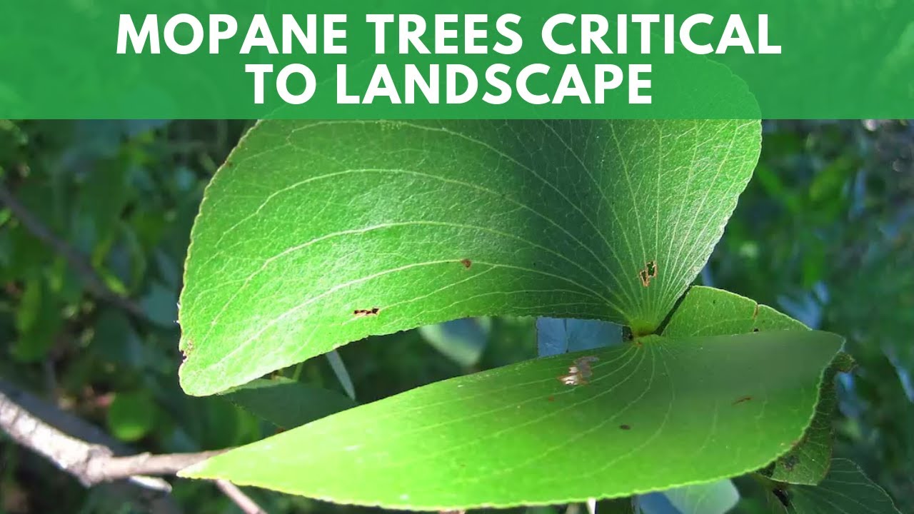 Mopane Trees Critical To Landscape - YouTube