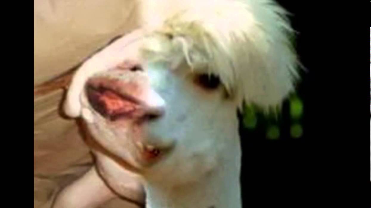 RETARDED FACES - YouTube