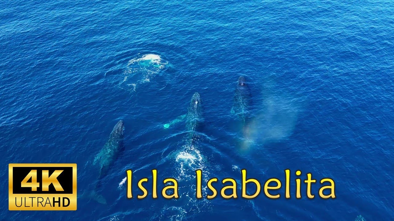 Isabelita 4k Ultra HD - YouTube