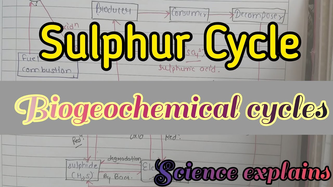 Sulphur Cycle . Biogeochemical Cycles | | BSc 5th sem. - YouTube