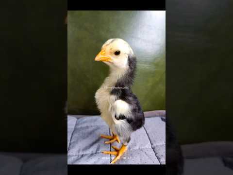 Beautifull Chick of Black Aseel Murga tiktok Video #aseelmurga #chicks #shorts