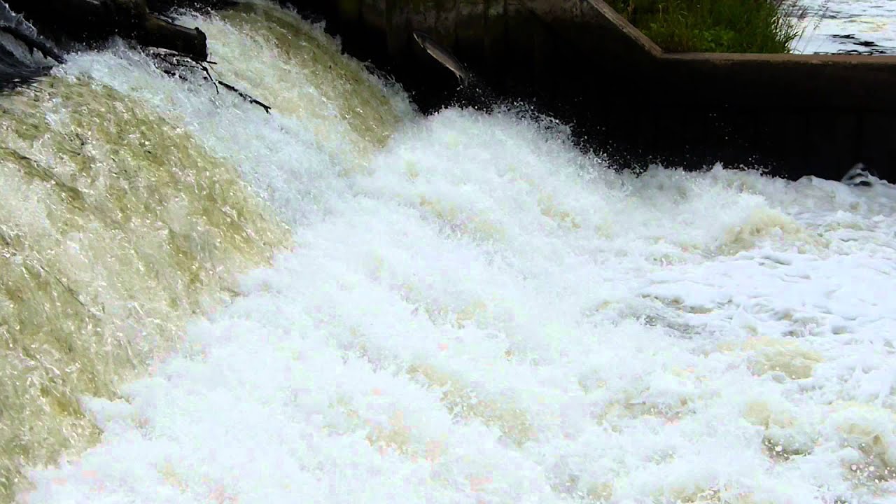 Salmon Jumping Woolston weir River Mersey - YouTube