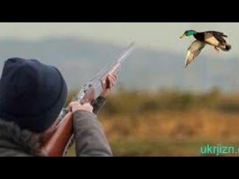 Ordek ovu🦆🦆🦆sarısu 2019🛶🛶🛶