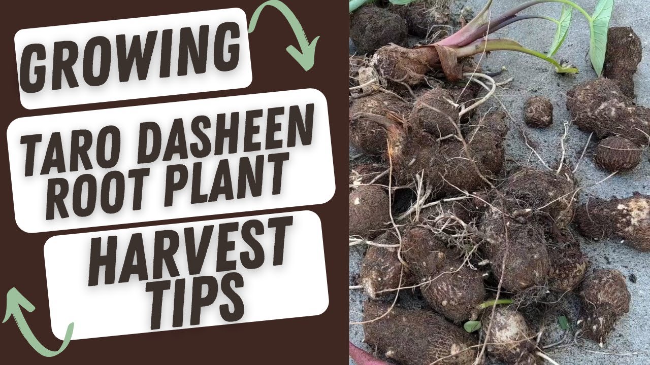 Growing Taro- Dasheen Root Plant And Harvest -Tips - YouTube