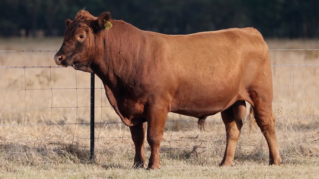 Lot 28 DC T80 Schipps Red Angus & Doodle Cooma Poll Hereford Bull Sale ...