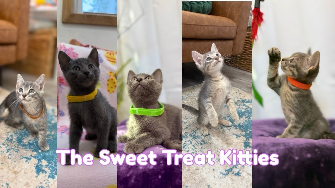 They’re sweet and playful! Meet the sweet treat kitties! 🍰🧁 - YouTube