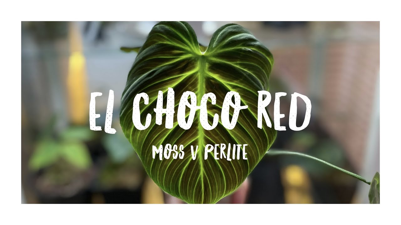 EL CHOCO RED: How To Propagate A Rare Plant | Moss V Perlite ...