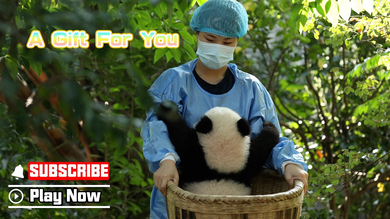 Imagine The Panda Package Is A New Year Gift For You | iPanda - YouTube