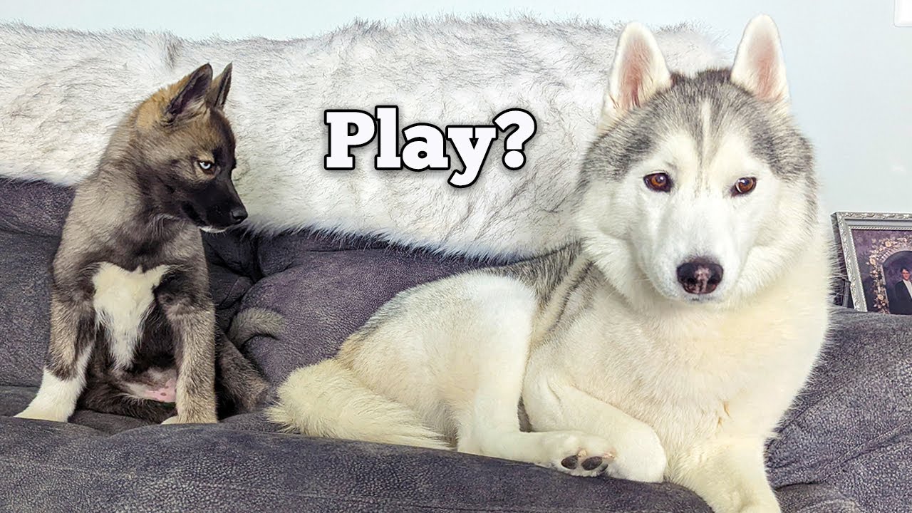 Does Memphis Like The Husky Puppy? - YouTube