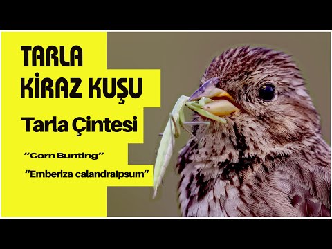 Tarla Kiraz kuşu, tarla çintesi. (Corn Bunting_Emberiza calandra)