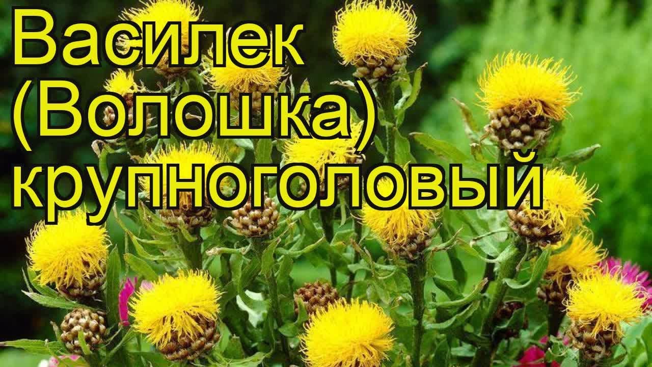 Василек крупноголовый. Краткий обзор, описание характеристик centaurea ...
