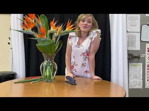 Birds of Paradise - Frequent Flower Subscription at Main Street Florist ...
