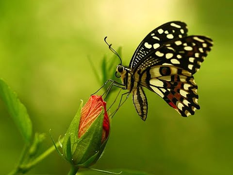 Beautiful butterfly status|| Nature status| Nature Status for Whatsapp