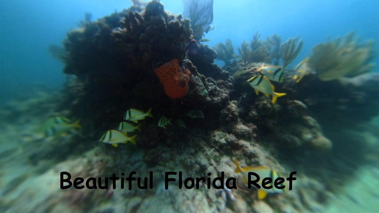 Close up view of Florida Reef #insta360 - YouTube