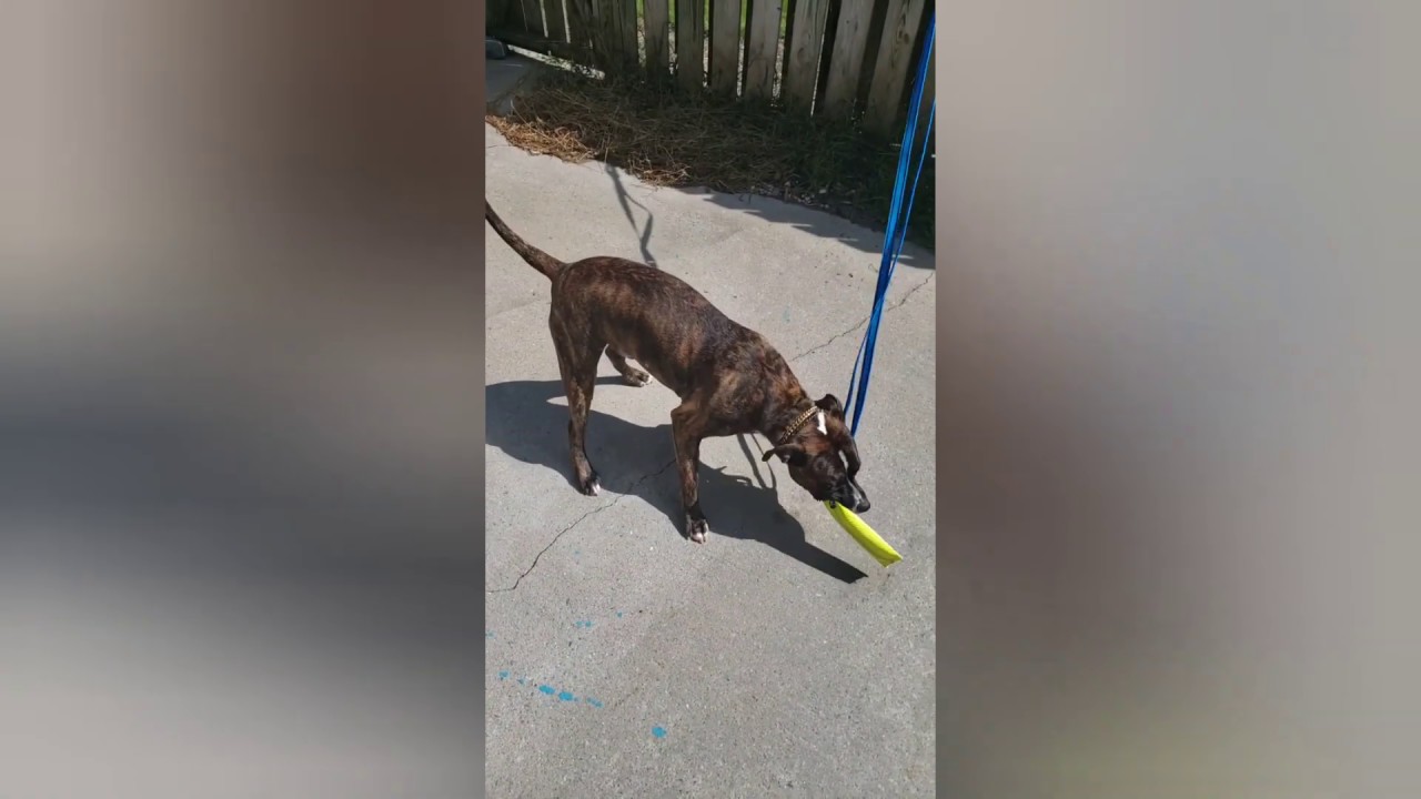 Spring pole/bungee on patio fence Brindle pitbull cain workout/exercise ...