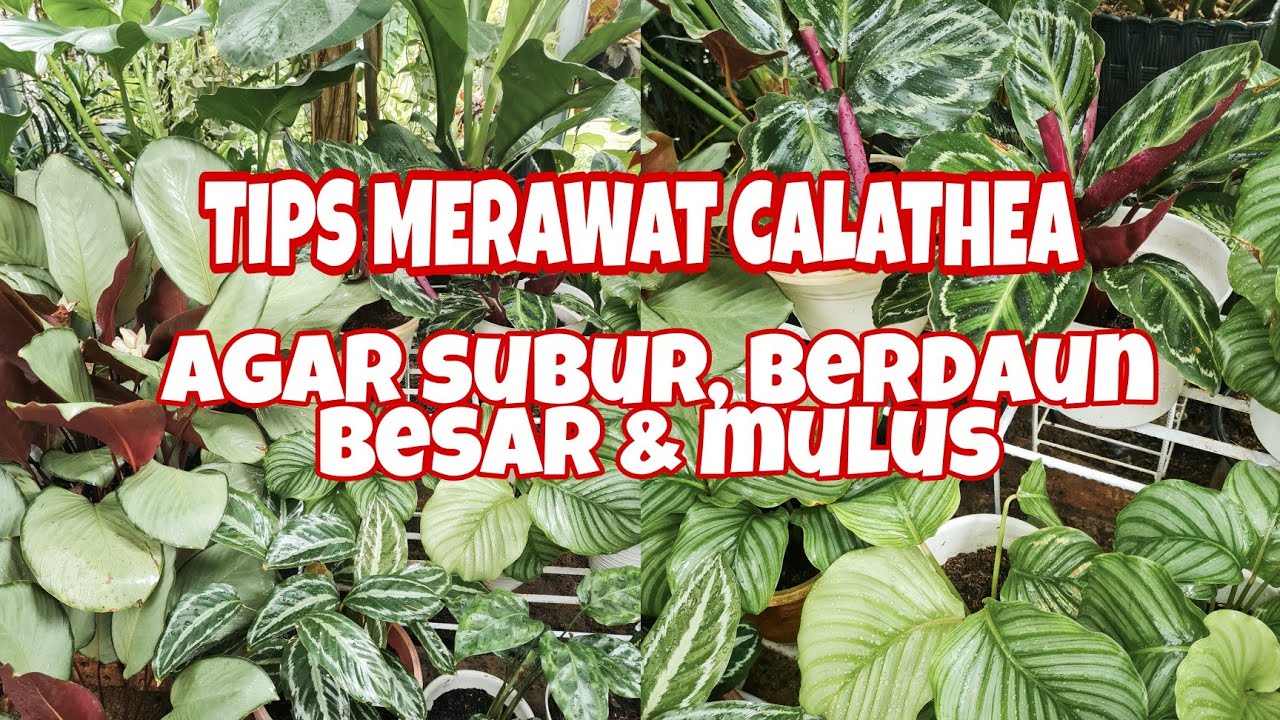 TIPS MERAWAT CALATHEA AGAR RIMBUN, BERDAUN BESAR DAN MULUS - YouTube