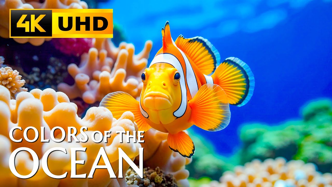 Aquarium 4K Ultra HD 🐠 Colorful Marine Life and Relaxing Water Ambience ...