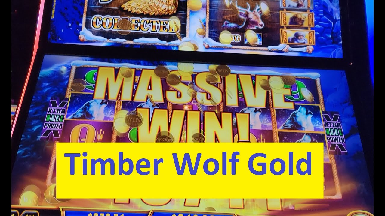 Timber Wolf Gold Slot Winning!! Aristocrat Game - YouTube