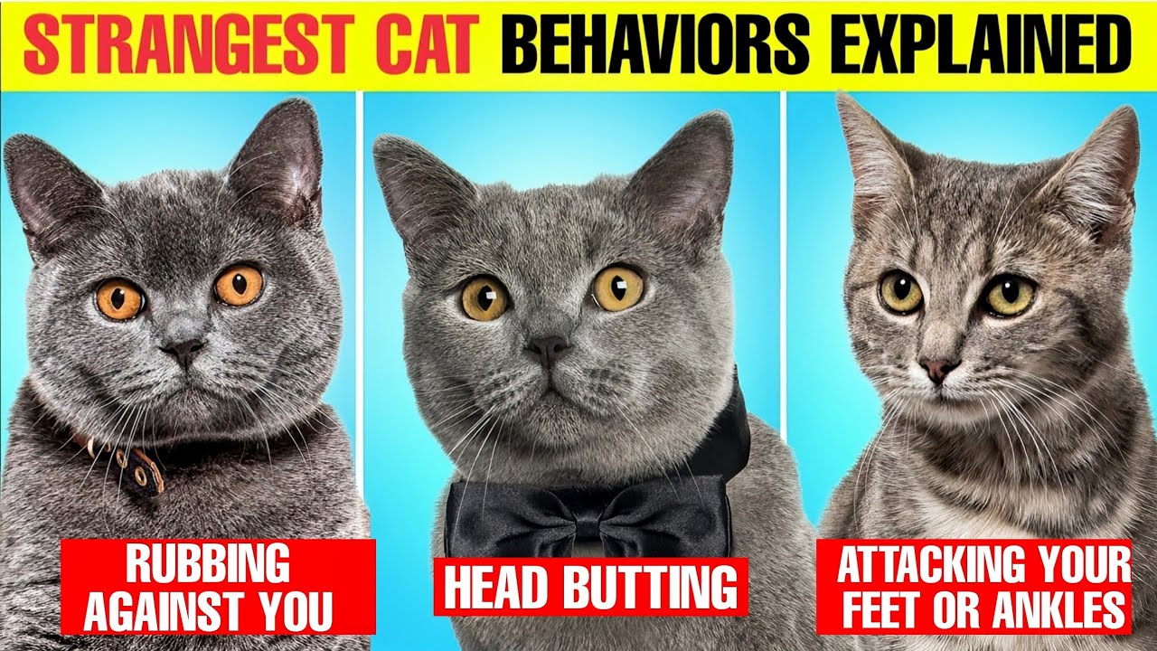 4 Strangest cat behaviors Explained - YouTube