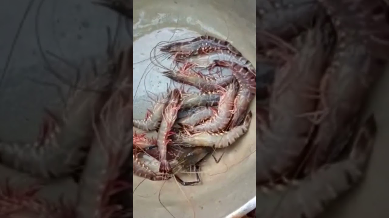 Red cray fish || village life - YouTube