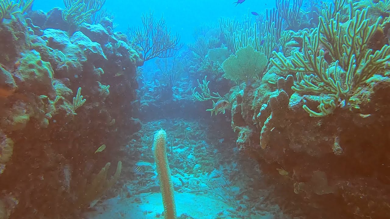 Arrecife de Coral en Guanica Puerto Rico - YouTube