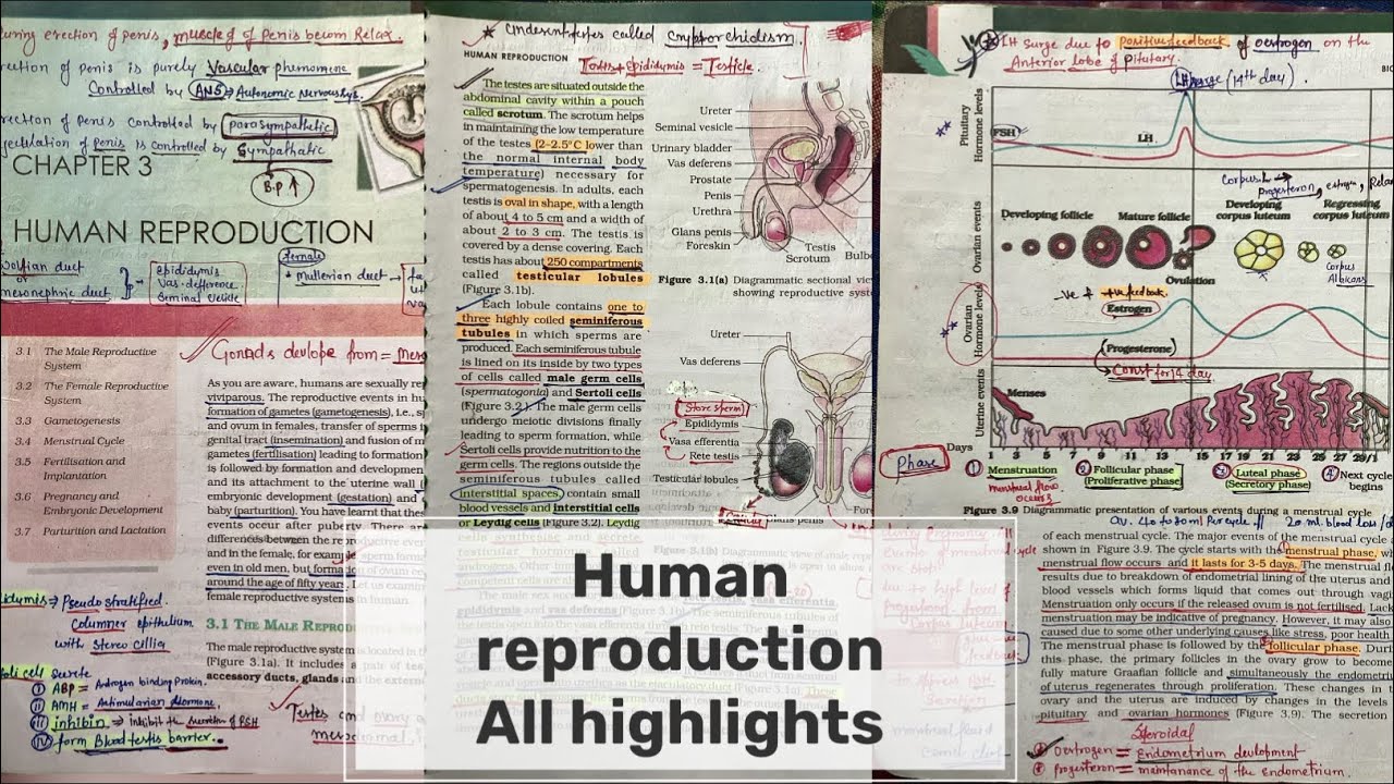 Human Reproduction NCERT Highlights ( for NEET ) @conceptofneet class ...