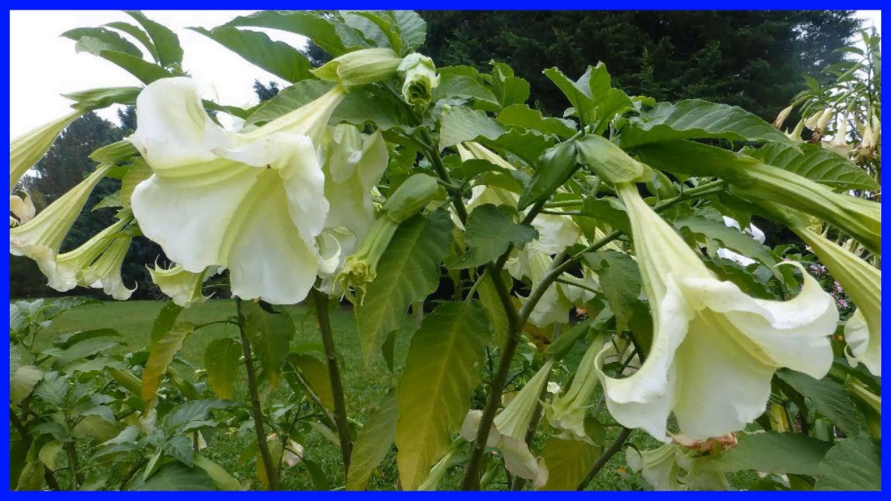 Floripondio Propiedades Medicinales - YouTube